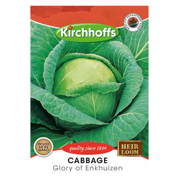 Cabbage (Glory of Enkhuizen) - Kirchhoff Seeds